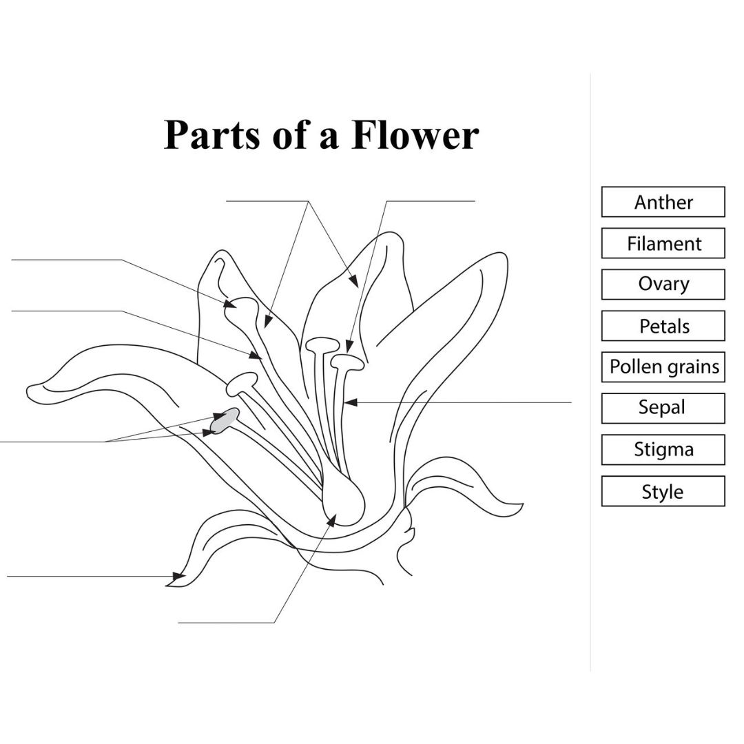 Parts of a Flower Poster – Curriculum Matrix | National Agriculture in ...