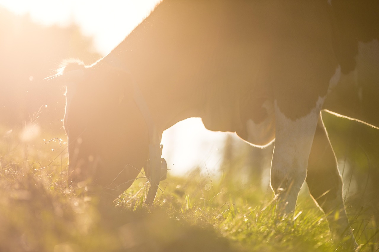 Sun, to Moo, to You! – Curriculum Matrix | National Center for ...