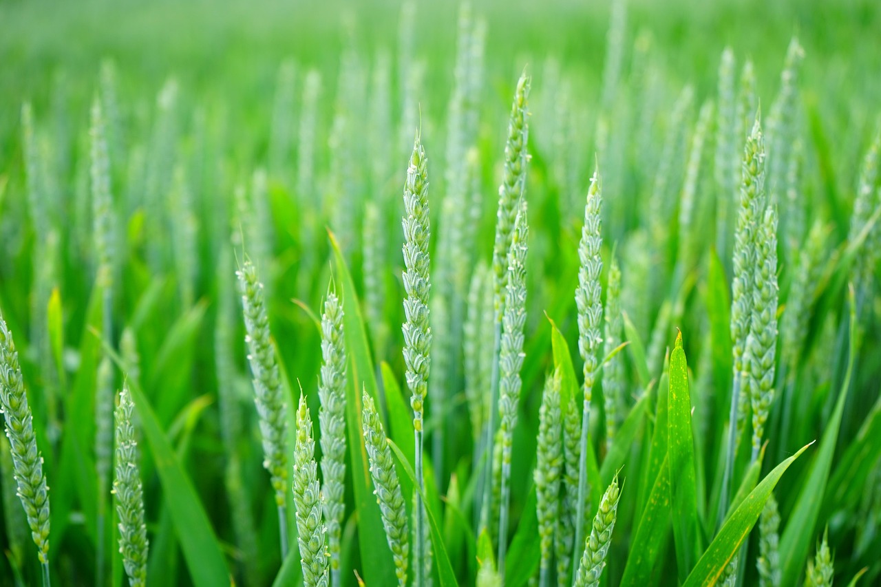 Wheat and Dolls – Curriculum Matrix | National Agriculture in the Classroom