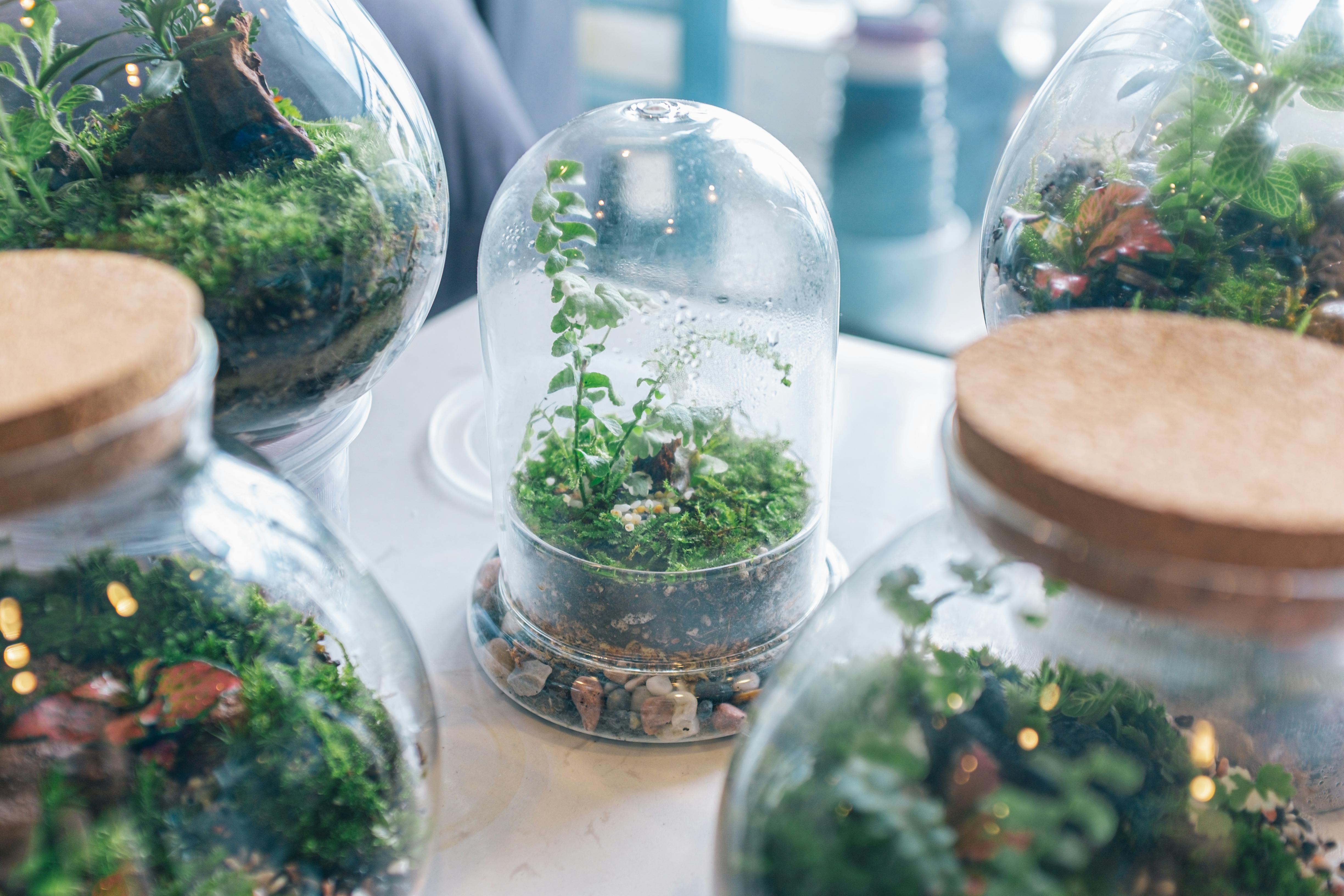 Terrariums: A Look at the Living and Nonliving World – Curriculum ...