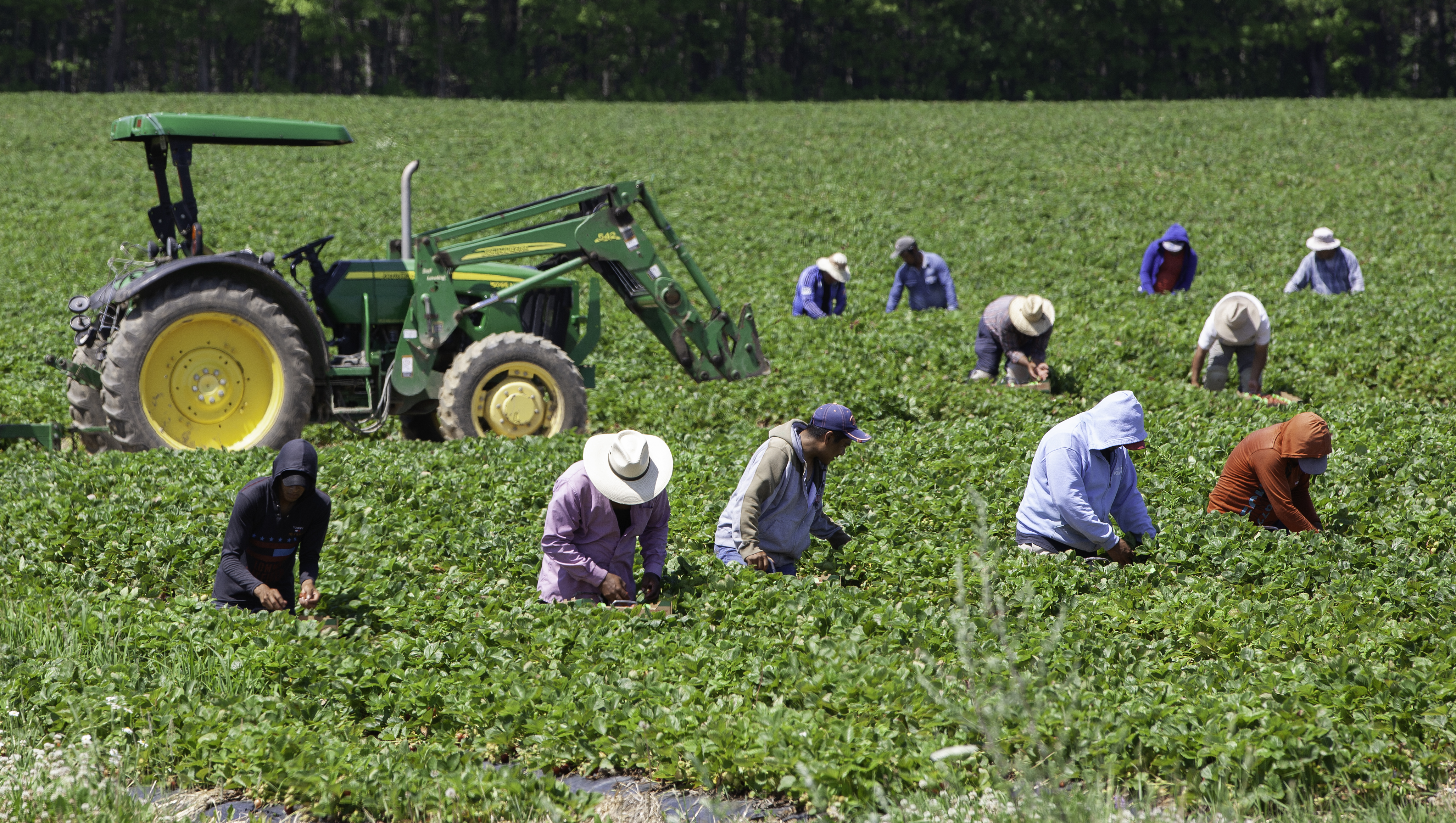 Lessons – Curriculum Matrix | Illinois Agriculture in the Classroom