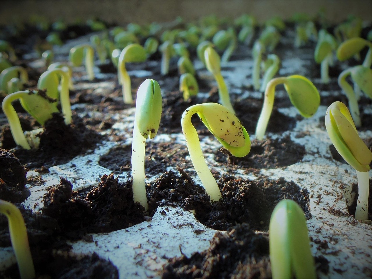 Topsy-Turvy Soybeans – Curriculum Matrix | Illinois Agriculture in the ...
