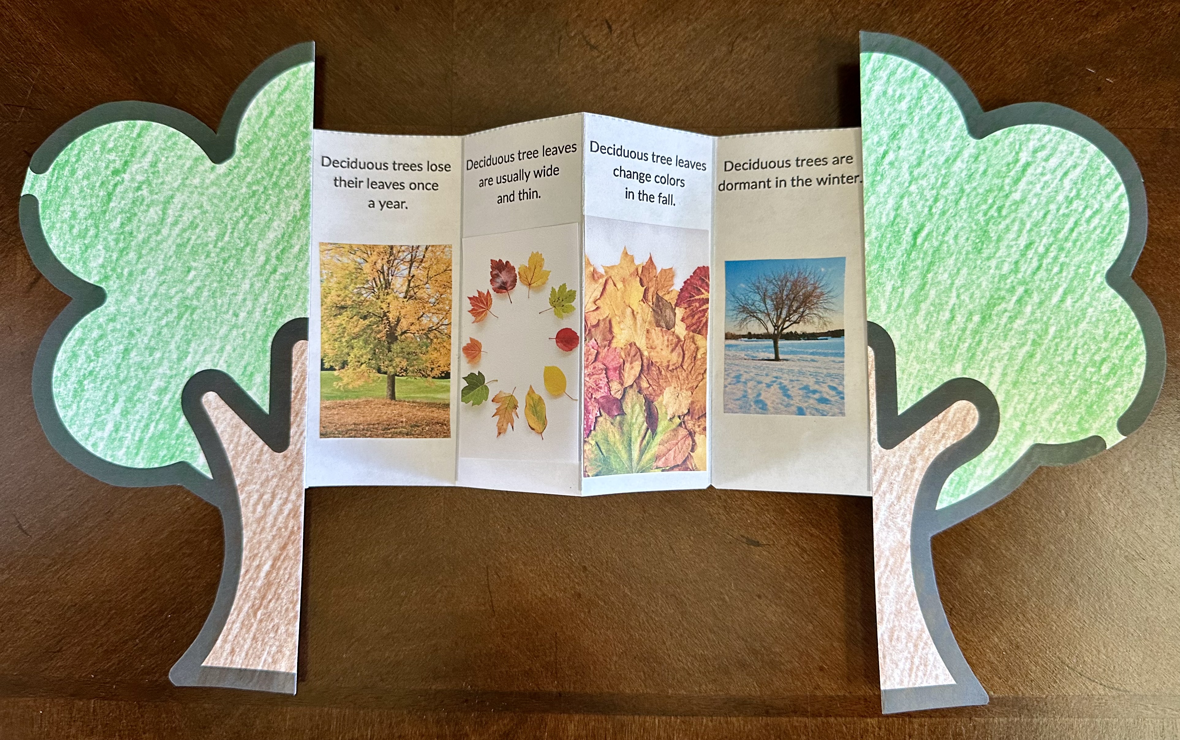 Deciduous and Evergreen Trees – Curriculum Matrix | National ...