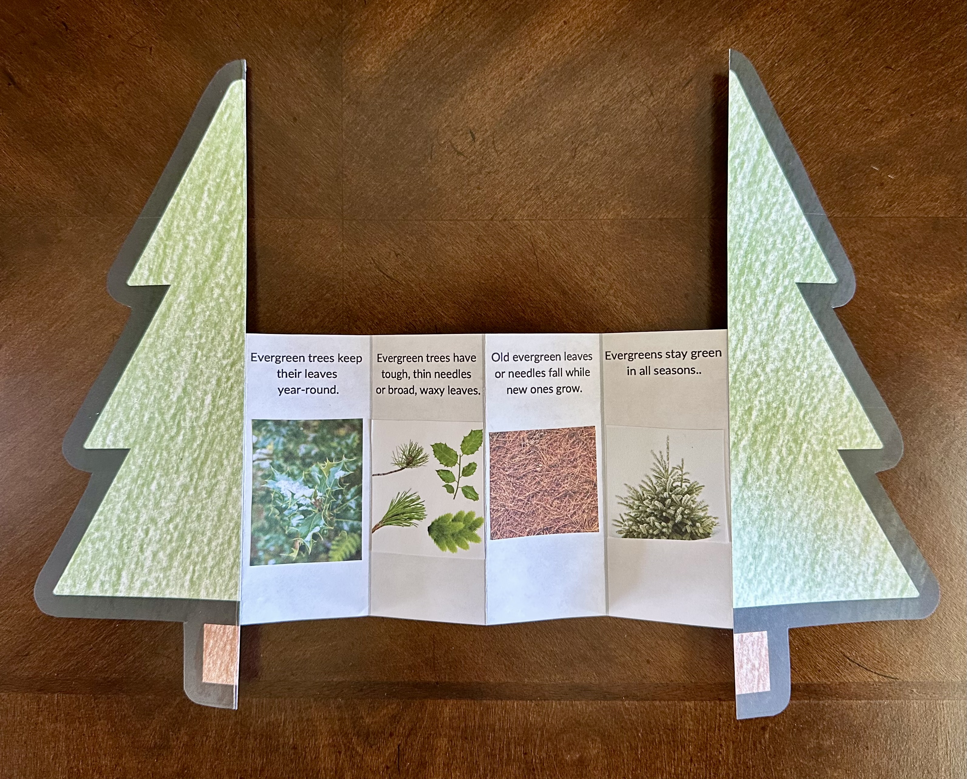Deciduous and Evergreen Trees – Curriculum Matrix | Mass Ag in the ...