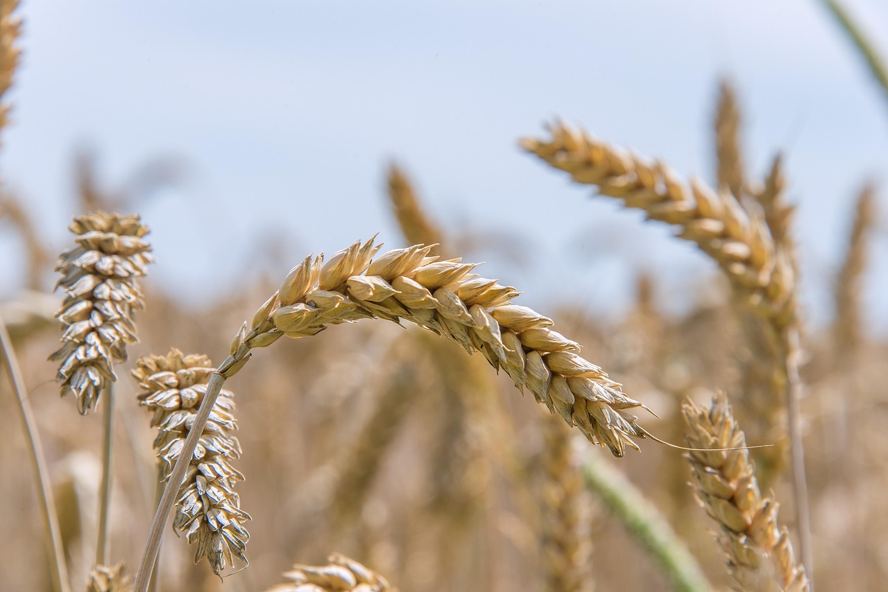 Curriculum Matrix | Kansas Foundation for Agriculture in the Classroom