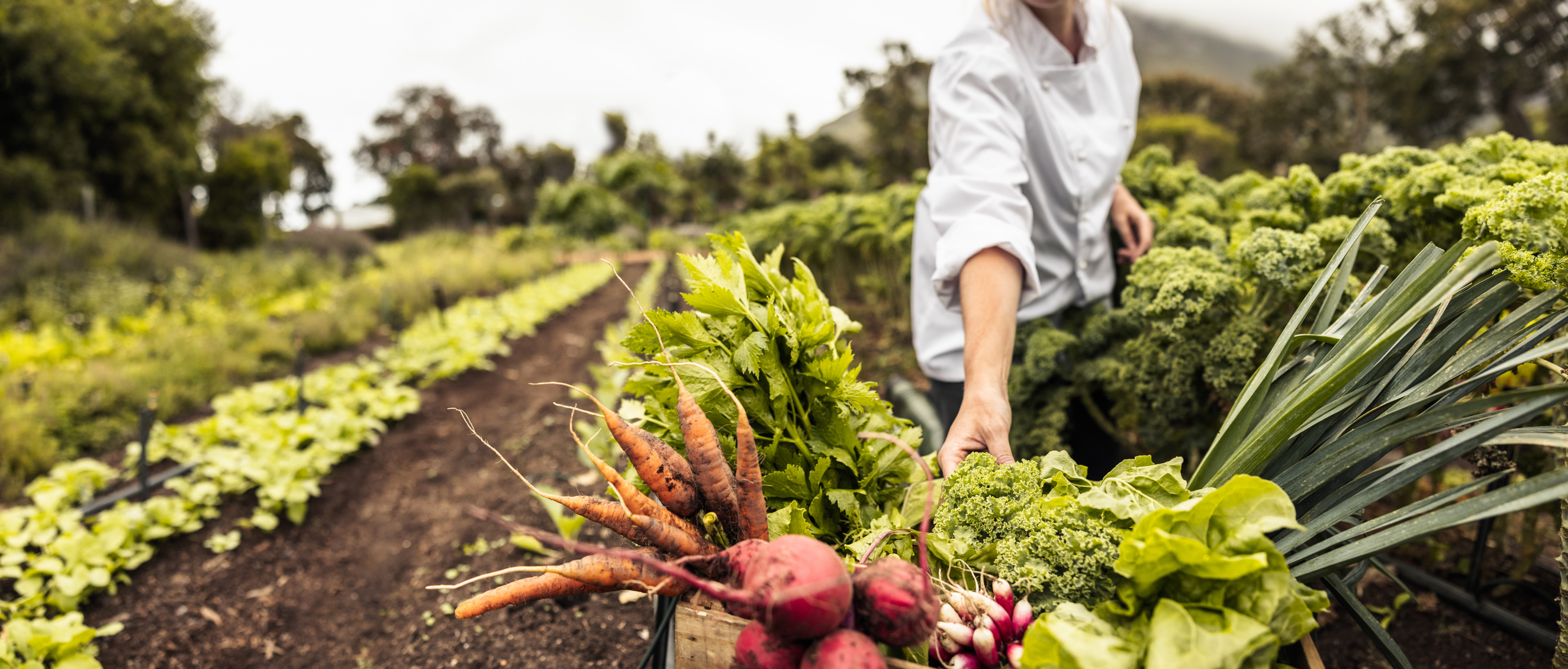 Food Miles – Curriculum Matrix | Minnesota Agriculture in the Classroom