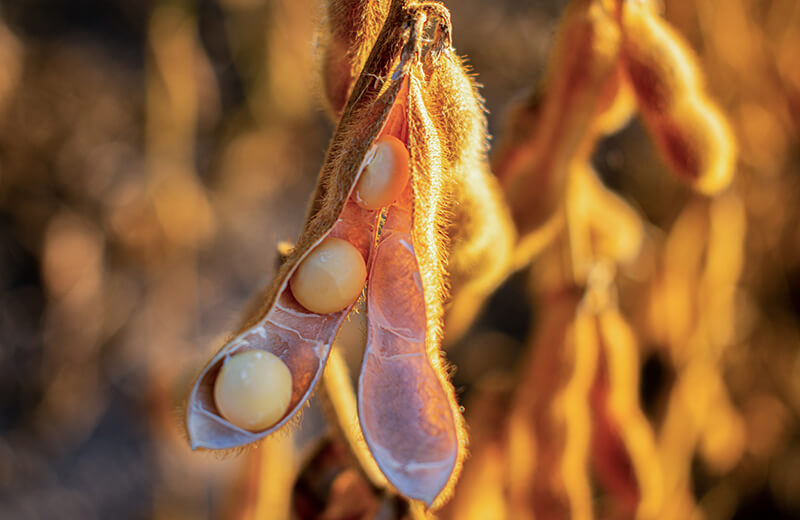 From Soybeans to Car Parts – Curriculum Matrix | Kansas Foundation for ...