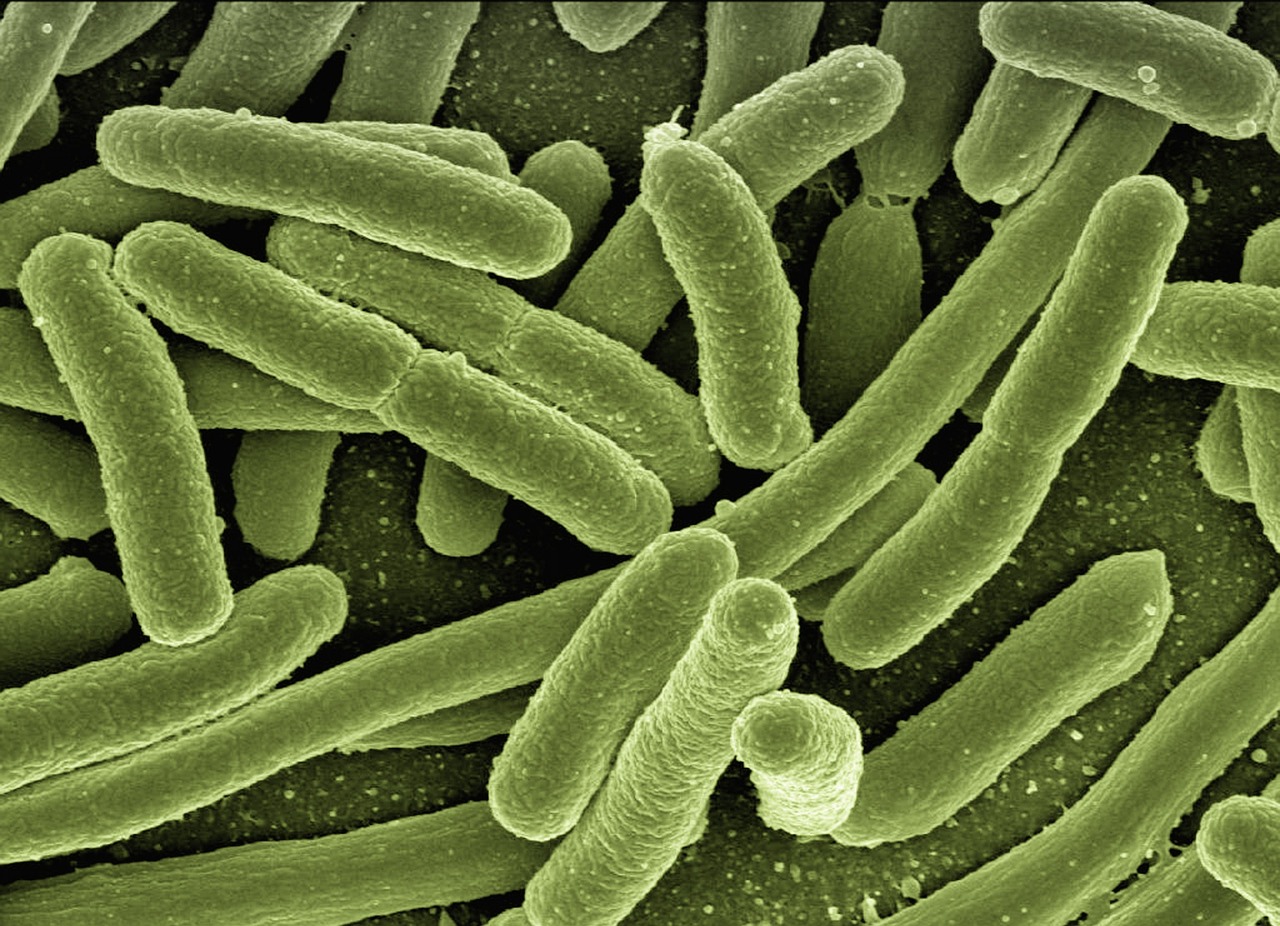 Understanding Bacteria (Grades 9-12) – Curriculum Matrix | National ...